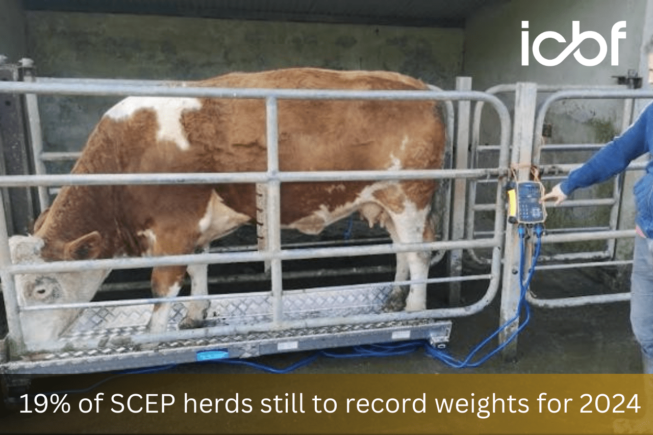19% of SCEP herds still to record weights for 2024 - ICBF