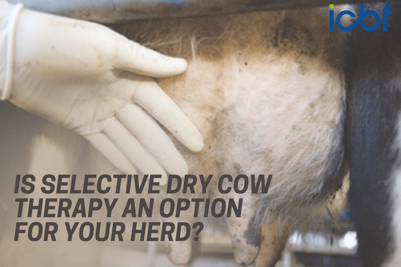 Make Selective Dry Cow Therapy A Common Practice In Your Herd - ICBF