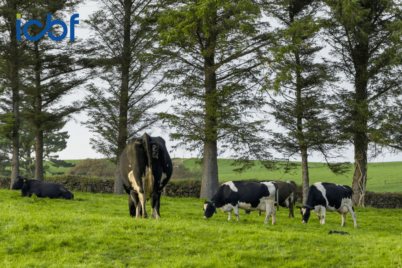 Interpreting EBI for Genetic Advancement - ICBF