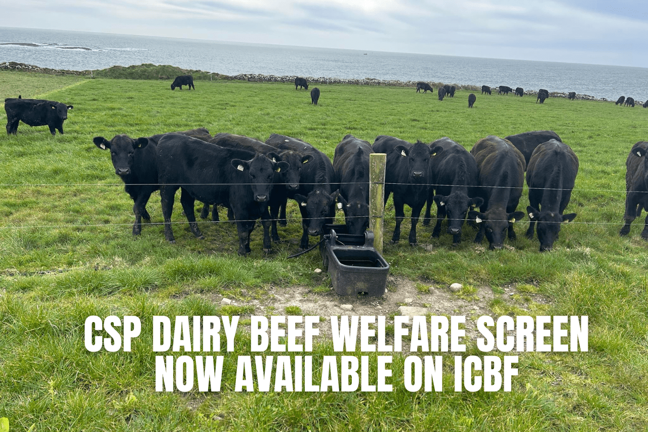 CSP Dairy Beef Welfare Screen Now Available on ICBF - ICBF