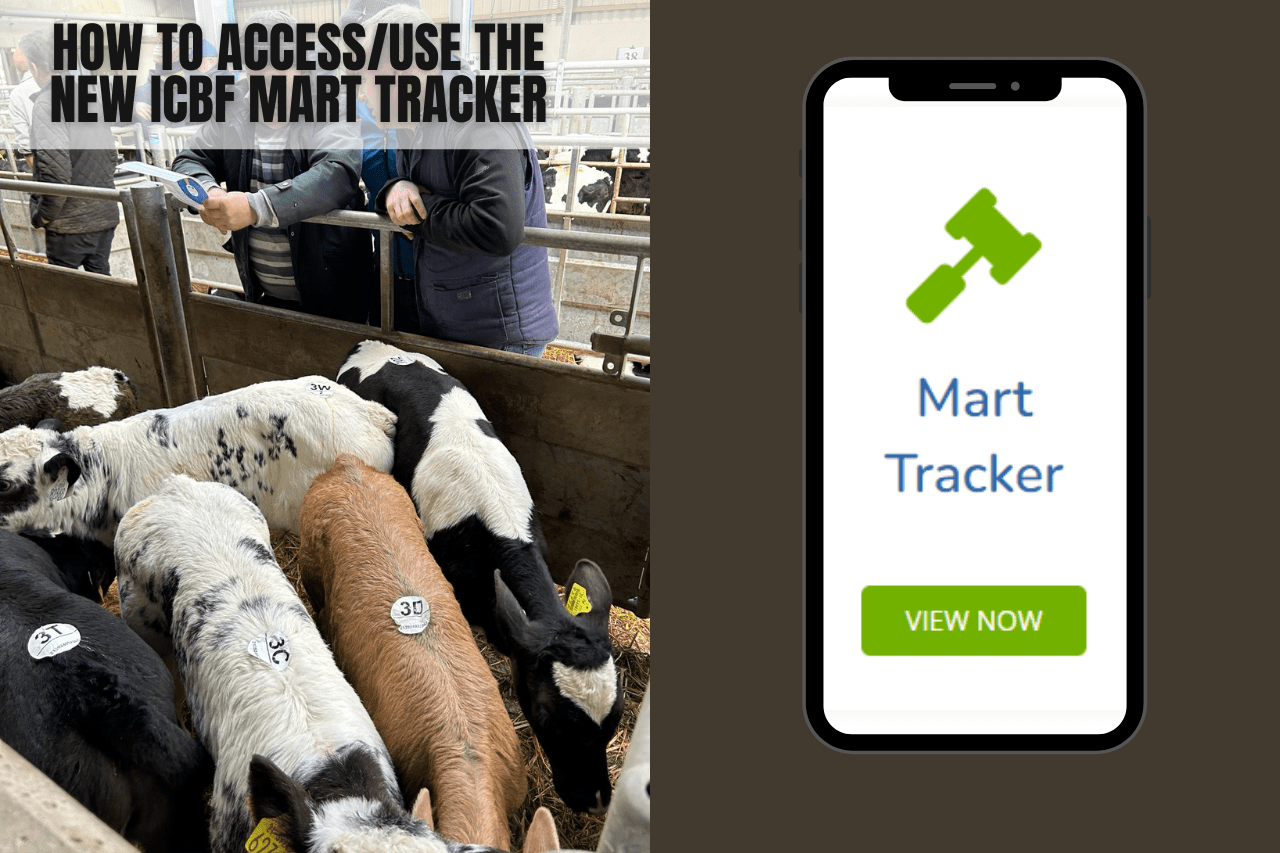 How to use the new ICBF Mart Tracker - ICBF