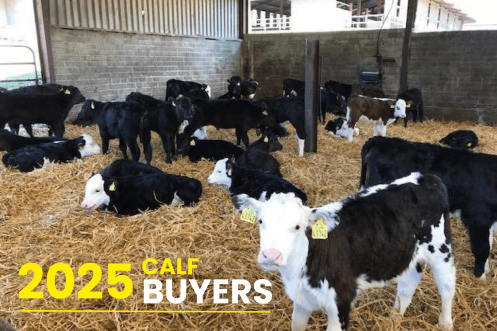 Welcome to ICBF, Ireland's centralised cattle breeding database