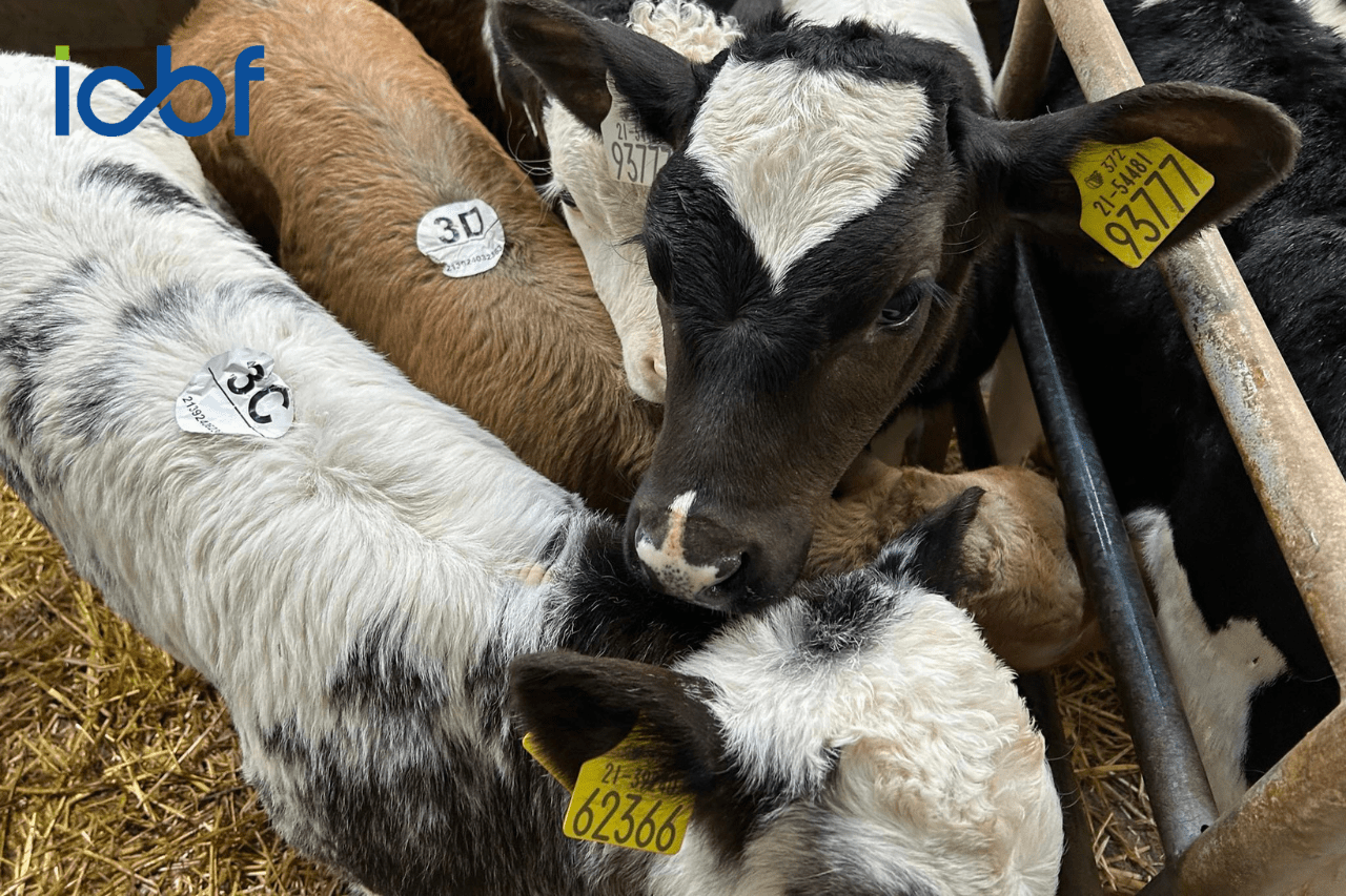 Welcome to ICBF, Ireland's centralised cattle breeding database