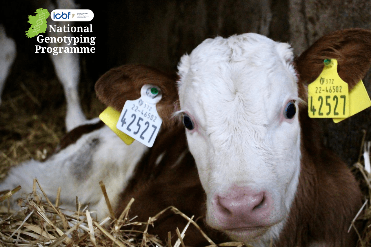 NGP: How to Register calves on Agfood.ie - ICBF