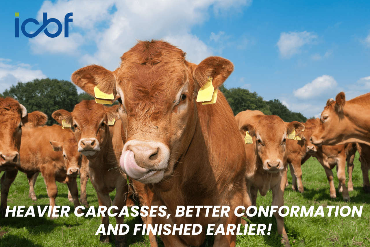 Welcome to ICBF, Ireland's centralised cattle breeding database