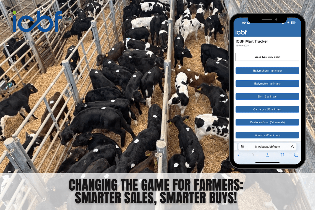 Revolutionising the Ring: ICBF Mart Tracker Benefits Buyers and Sellers - ICBF
