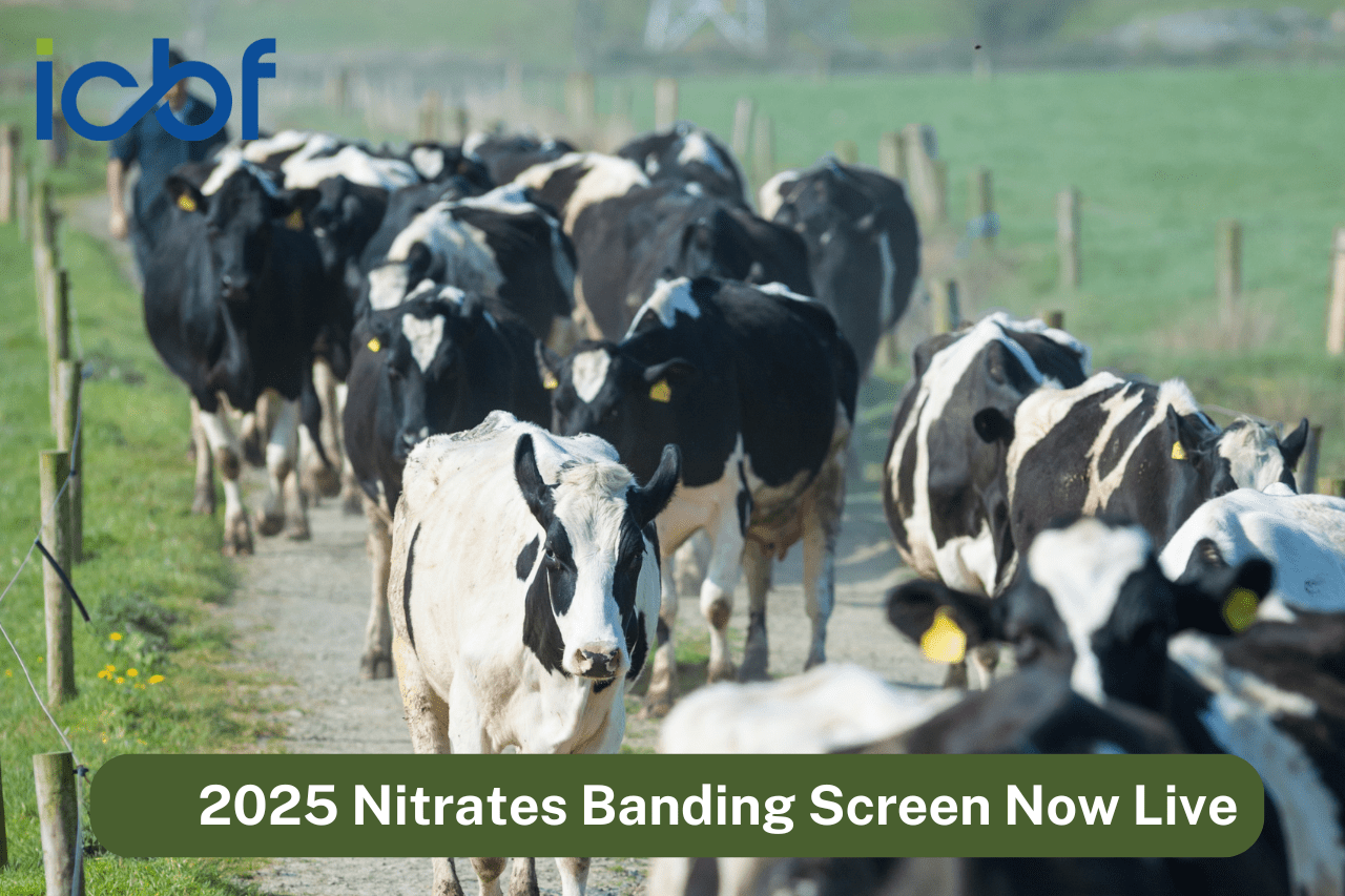 Nitrates Band Screen Goes Live 2025 - ICBF