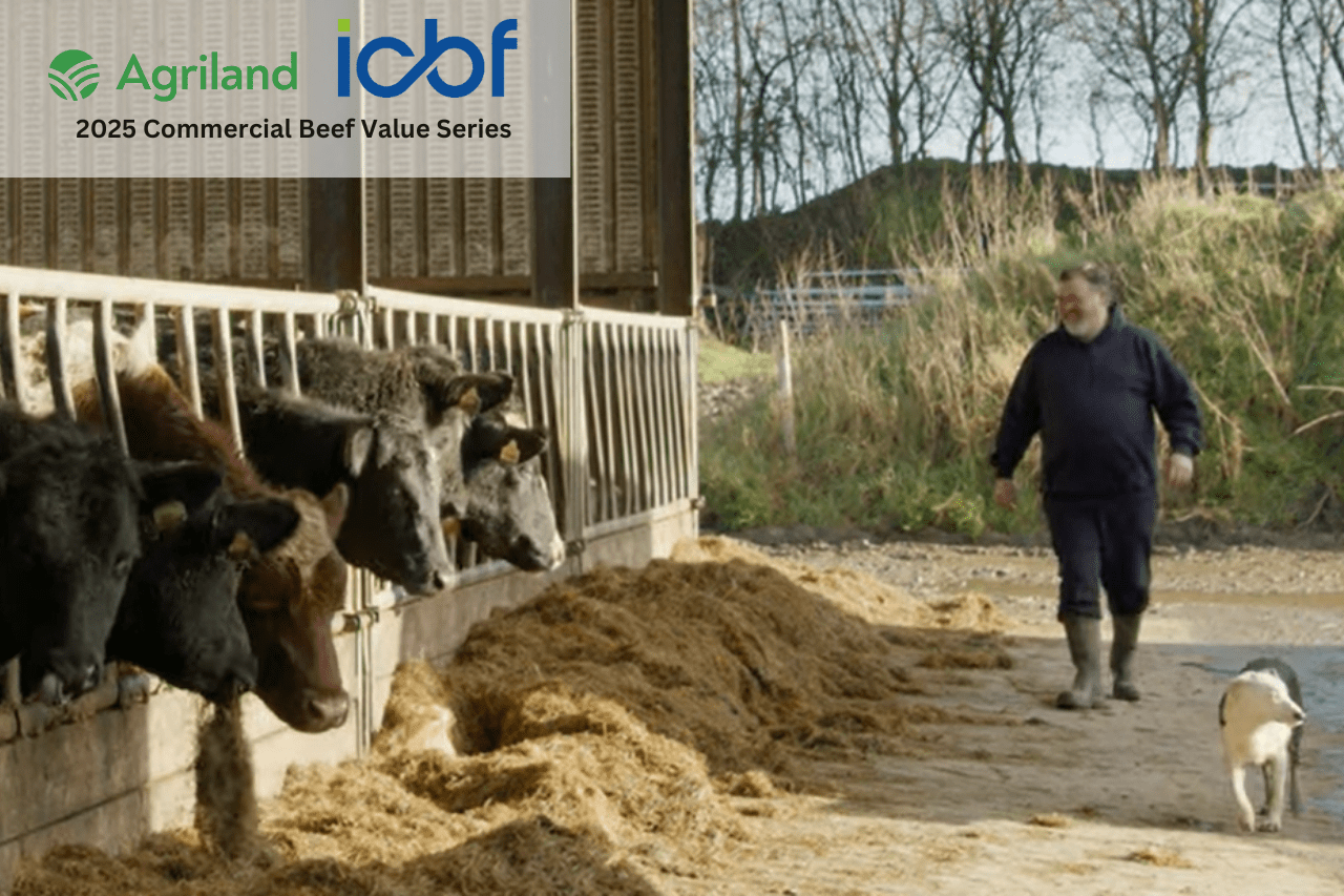 Welcome to ICBF, Ireland's centralised cattle breeding database