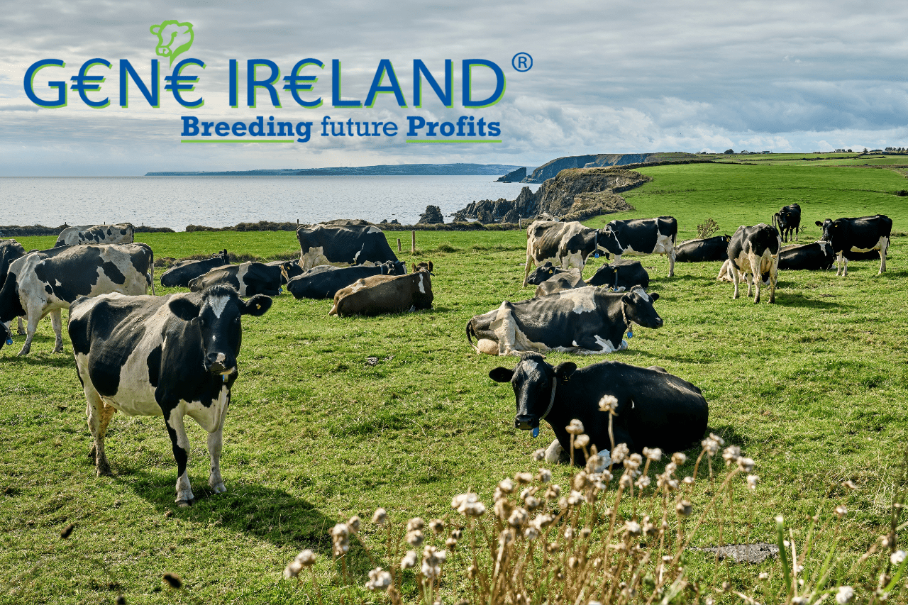 Dairy & Dairy Beef Gene Ireland Programme 2025 - ICBF