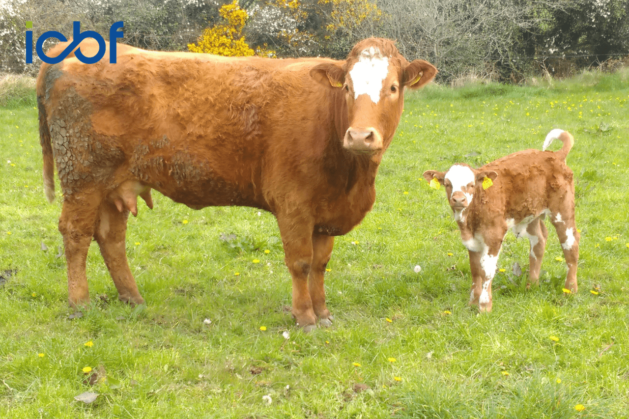 Replacement Index delivering on fertility - ICBF