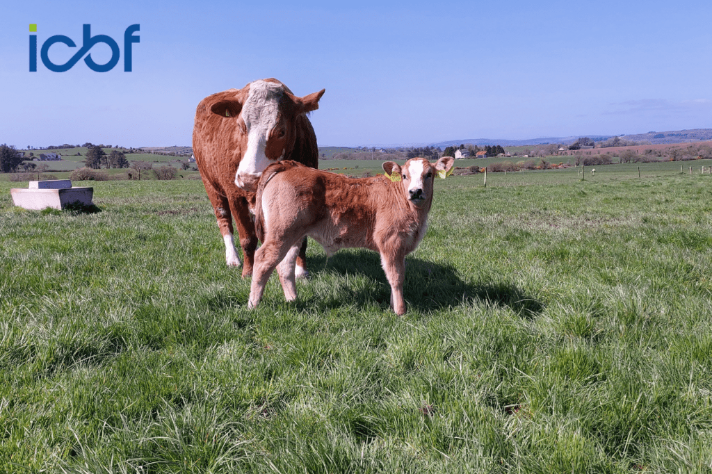 Welcome to ICBF, Ireland's centralised cattle breeding database