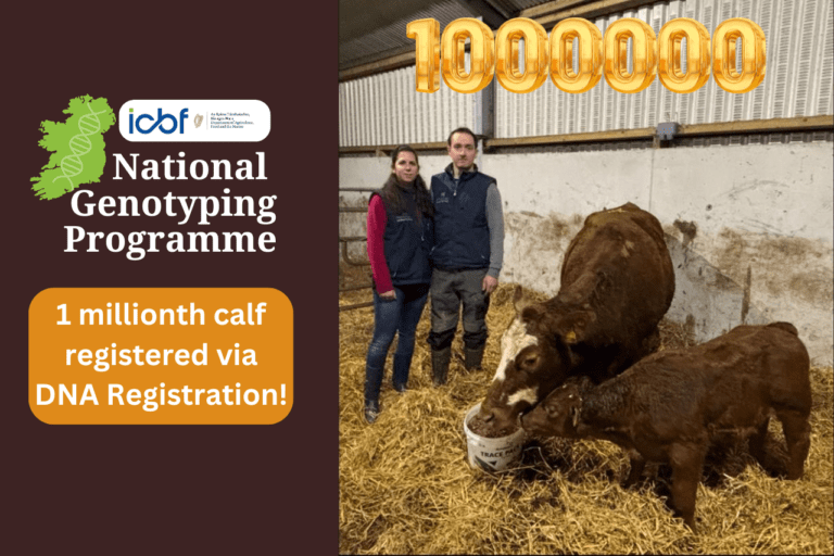 Welcome to ICBF, Ireland's centralised cattle breeding database