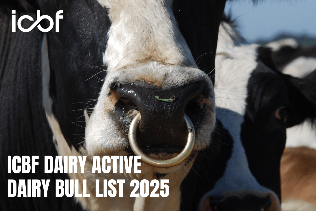 ICBF Dairy Active Dairy Bull List 2025 - ICBF