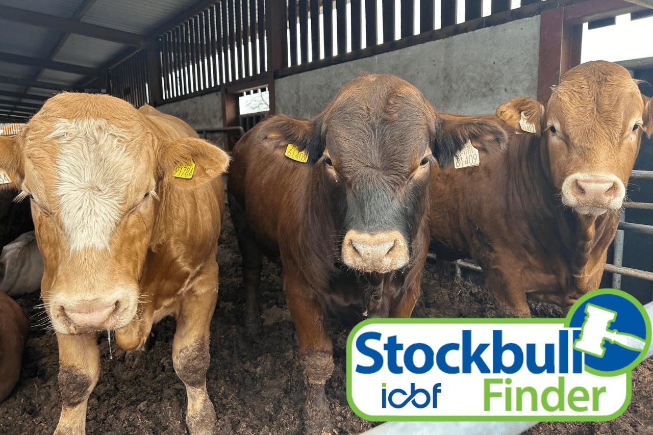 Selling a bull? Upload photos to the Stockbull finder to increase sales ...