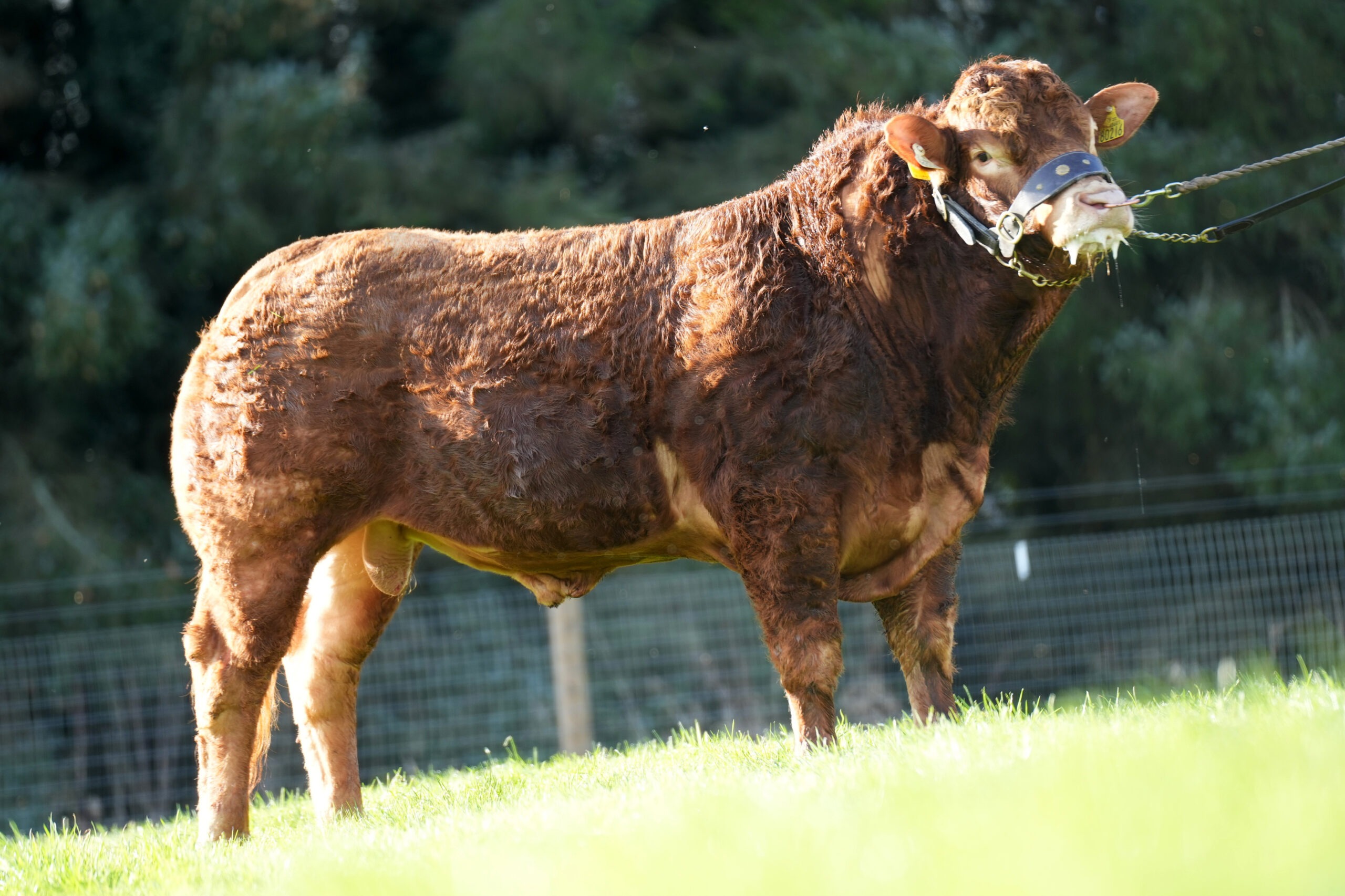 2025 Fully Tested Limousin Bulls - ICBF