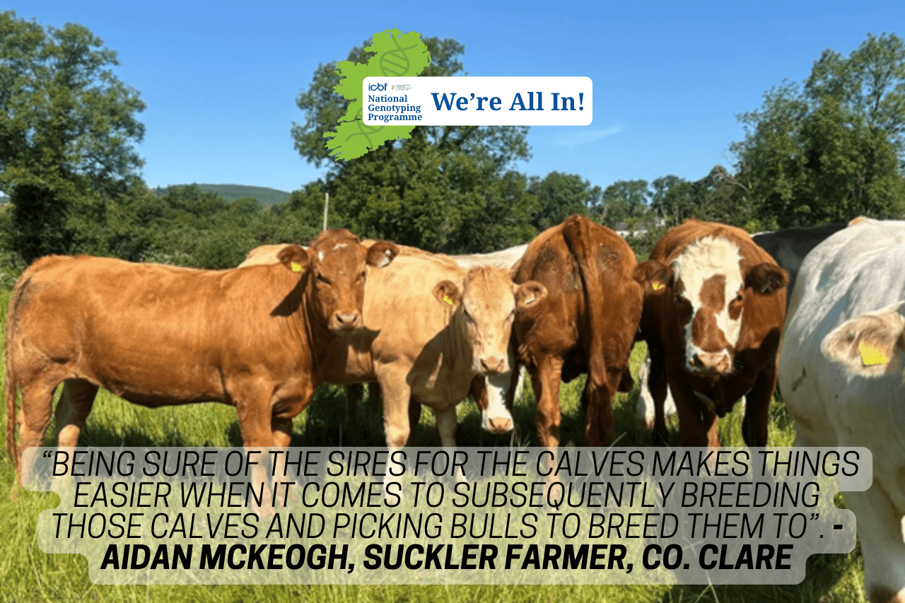 From Birth to Breeding: County Clare Suckler Herd Embraces DNA ...
