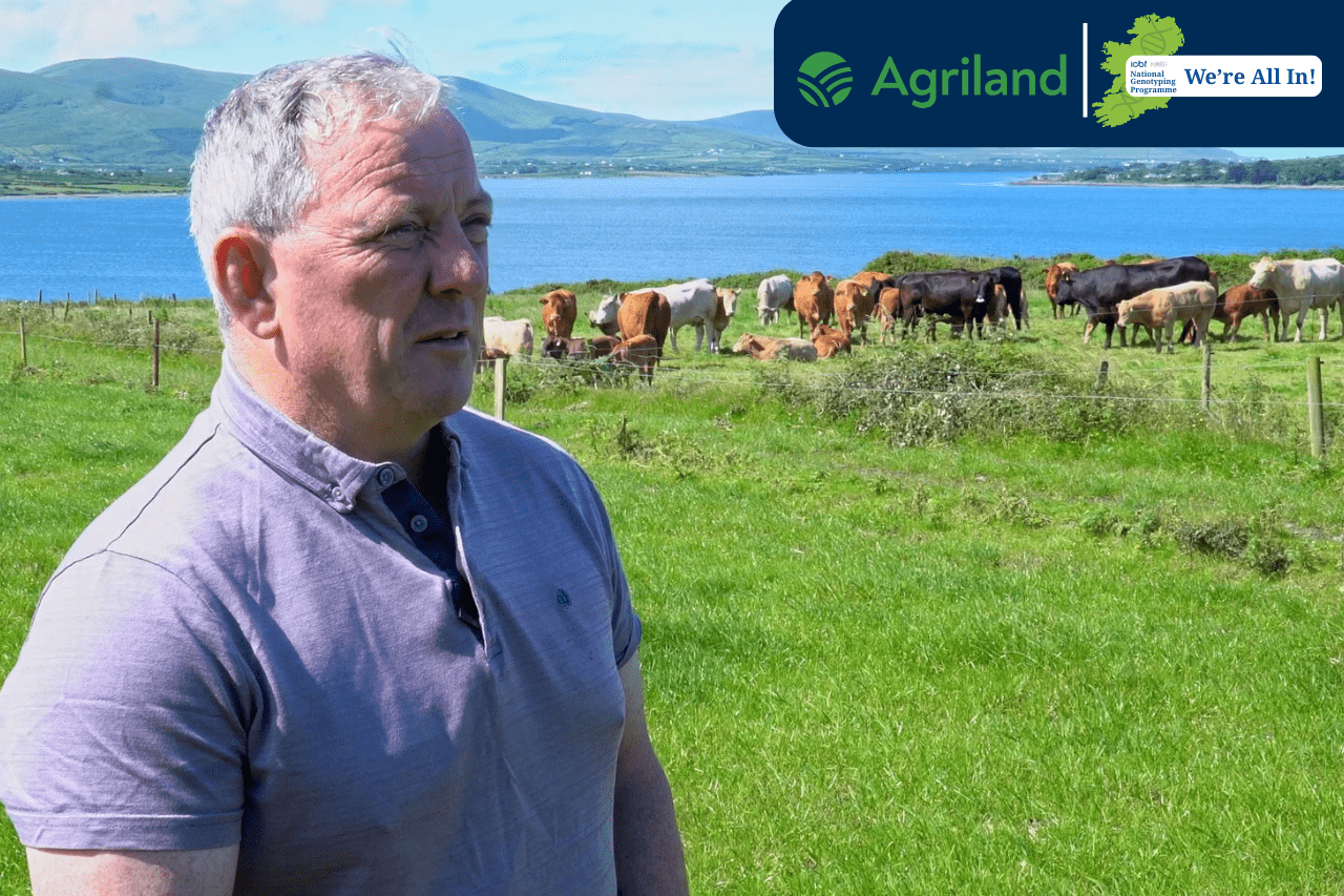 How genotyping drives smarter breeding choices for Co. Kerry suckler ...