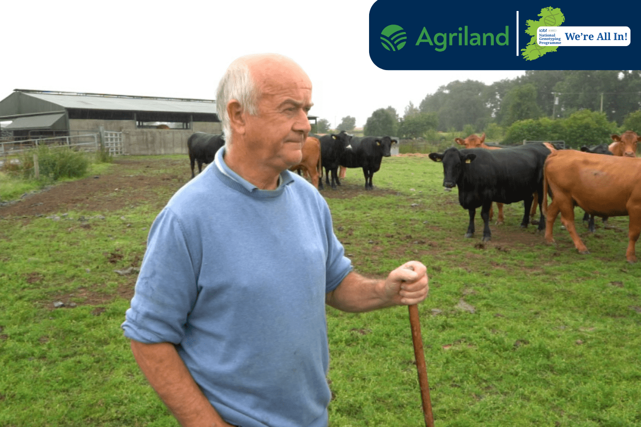 DNA Data Driving Better Breeding Decisions on a Laois Suckler Farm - ICBF