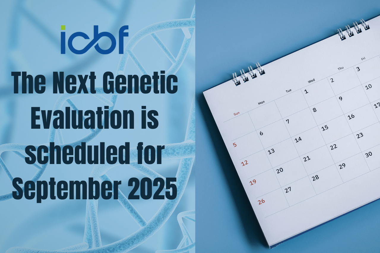 ICBF Confirms September Genetic Evaluation as Improvements Are Rolled ...