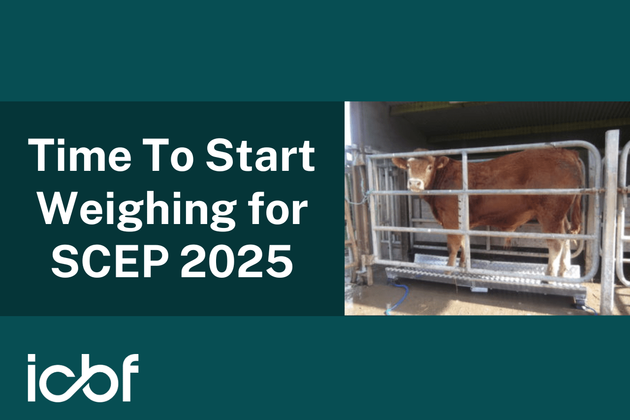 Time To Start Weighing for SCEP 2025 - ICBF
