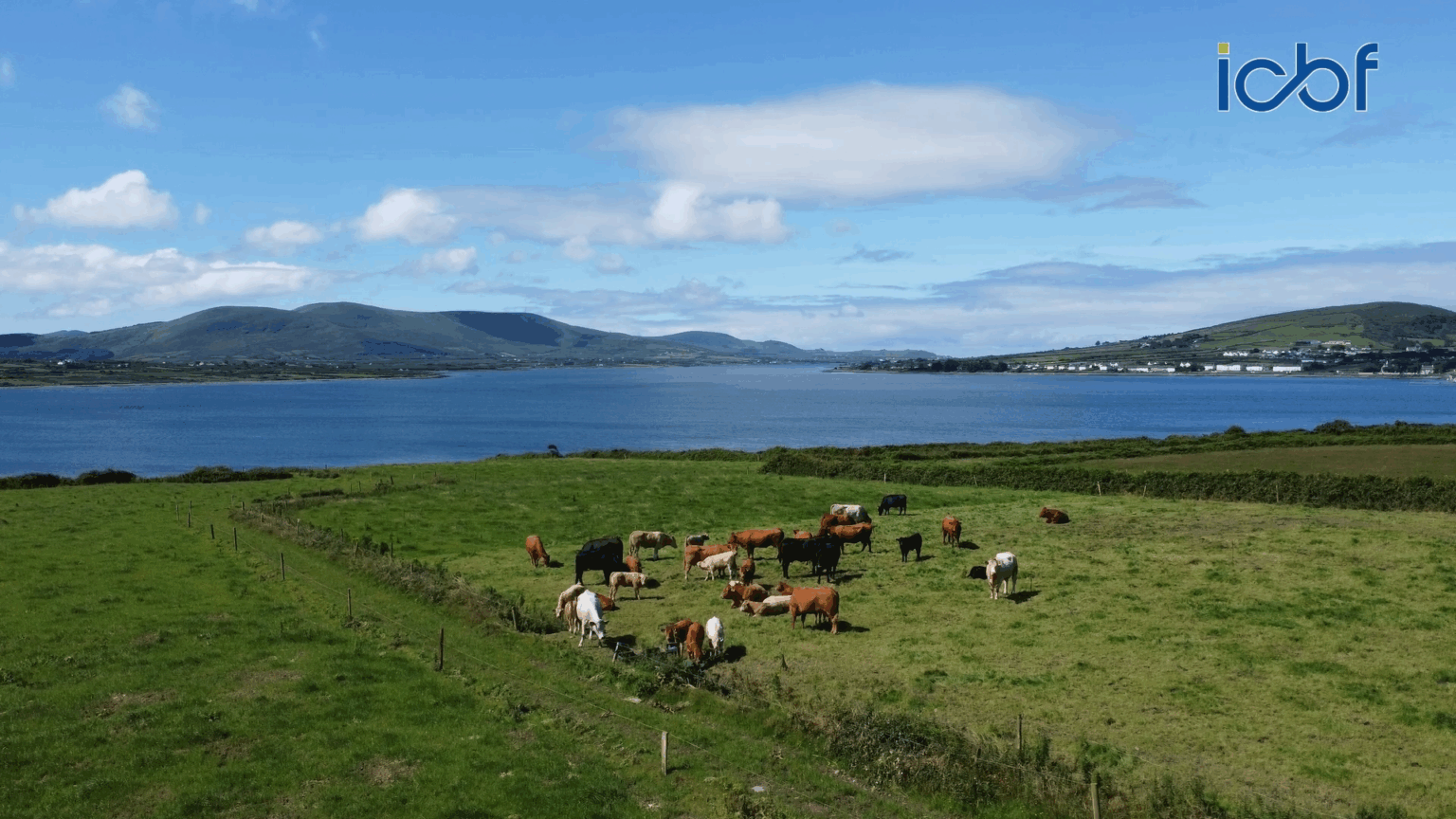 How genotyping drives smarter breeding choices for Co. Kerry suckler ...