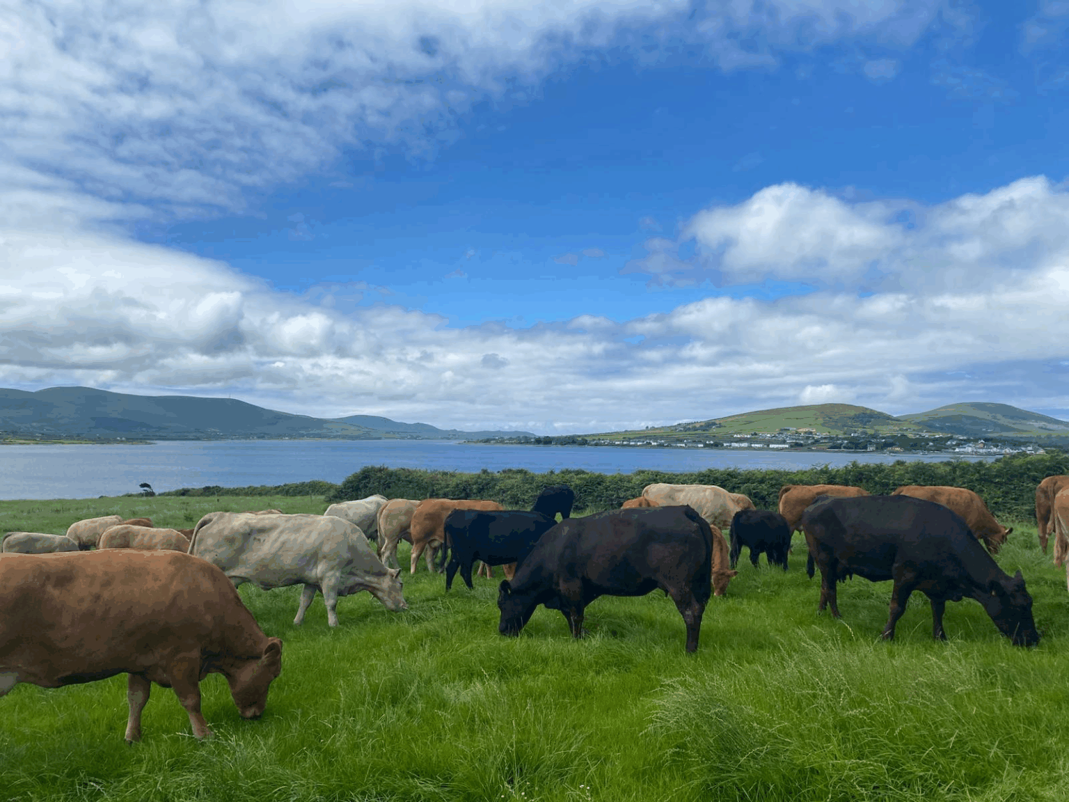 How genotyping drives smarter breeding choices for Co. Kerry suckler ...