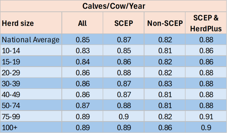 2025 Beef Calving Statistics Highlight Suckler Herd's Fertility ...