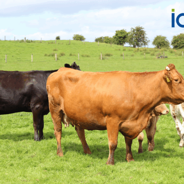 ICBF Animal Search Mobile App - ICBF