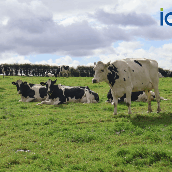 ICBF Animal Search Mobile App - ICBF