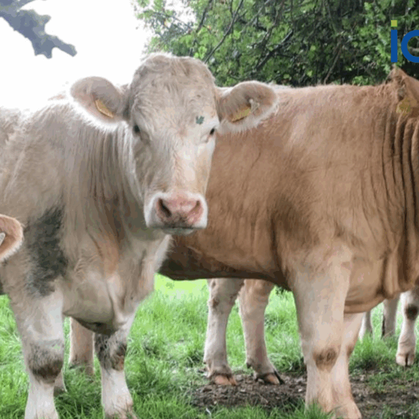 ICBF Animal Search Mobile App - ICBF