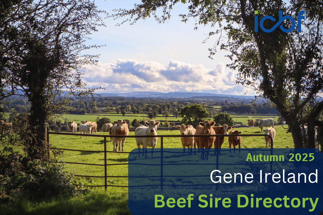 Launch of the 2025 Autumn Suckler Beef Gene Ireland Programme - ICBF