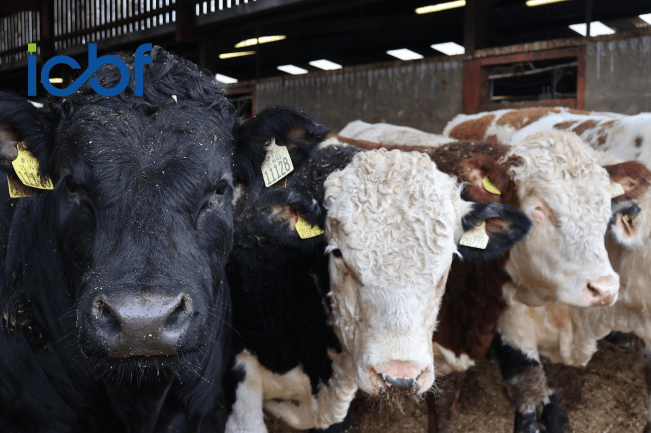 Small Changes, Big Gains: 10 Actions for Your Beef Herd in 2026 - ICBF