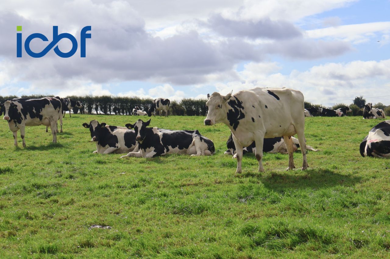 Welcome to ICBF, Ireland's centralised cattle breeding database