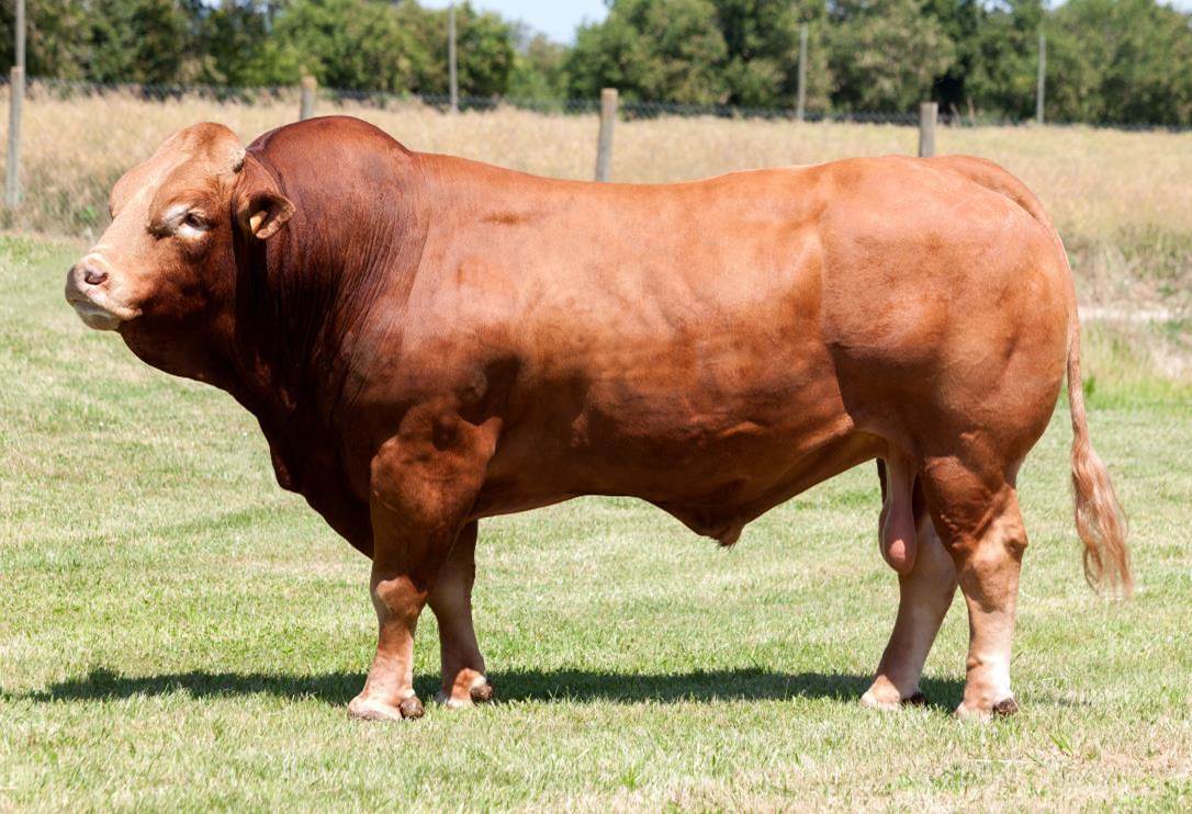 2016 Fully Tested Limousin Bulls - ICBF