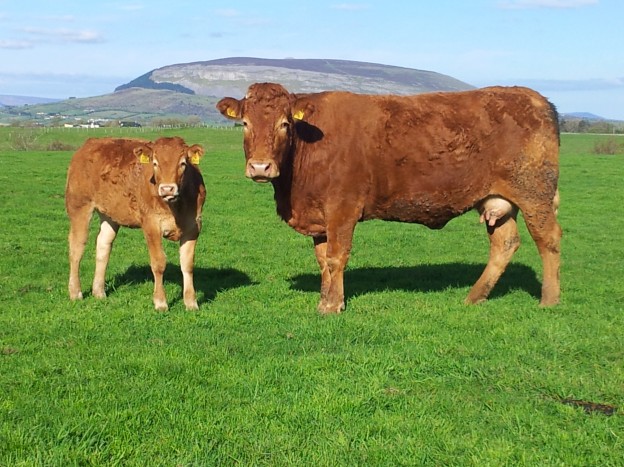 Suckler Cow Competition Results | ICBF