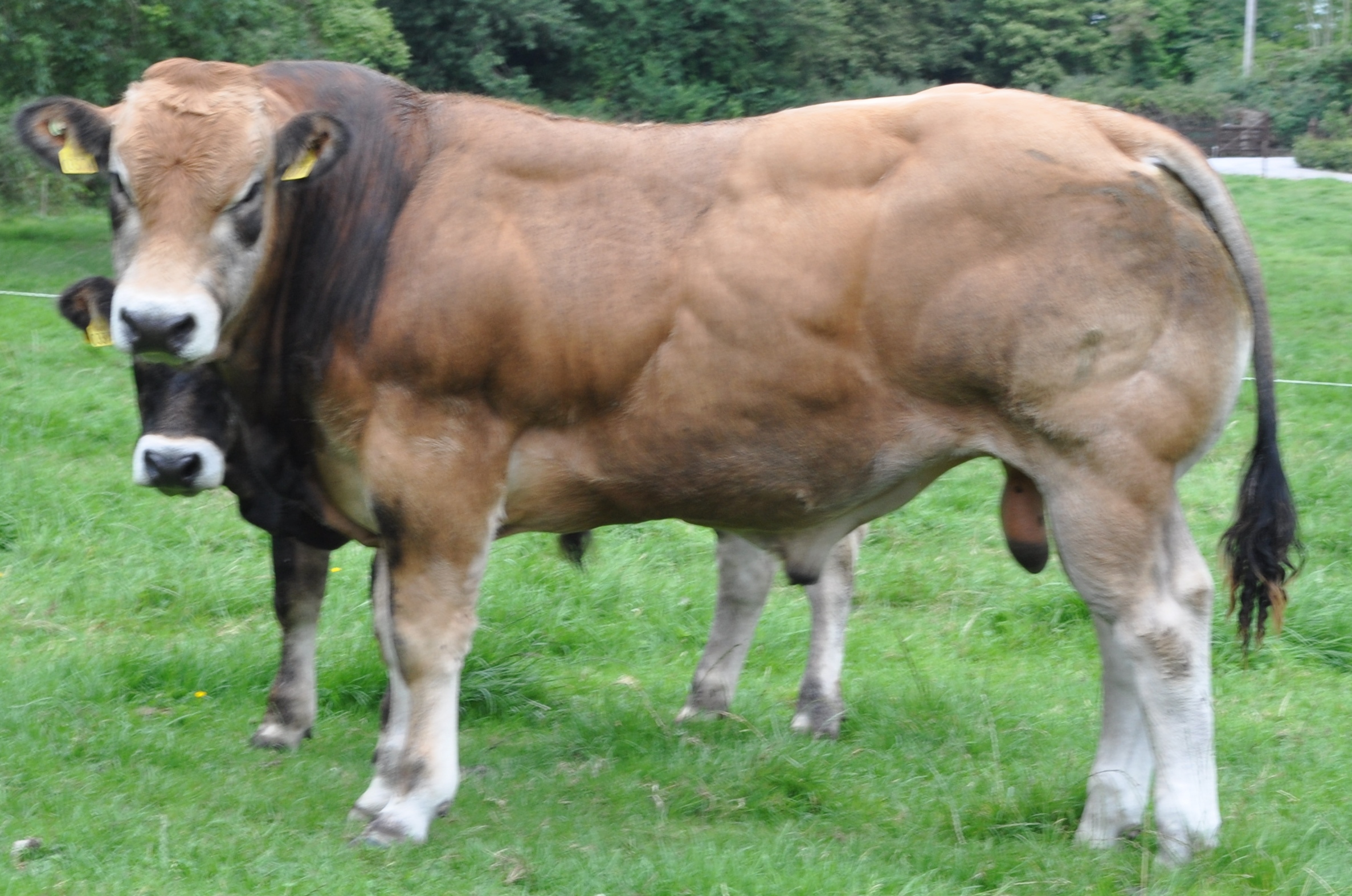 Gene Ireland Parthenaise Calves - ICBF
