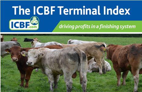 ICBF | Irish Cattle Breeding Federation