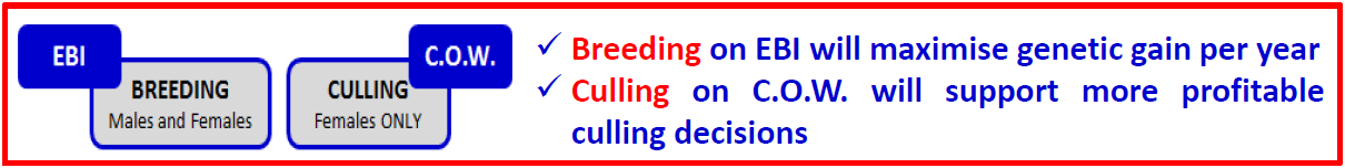What is the difference between the EBI and C.O.W.?