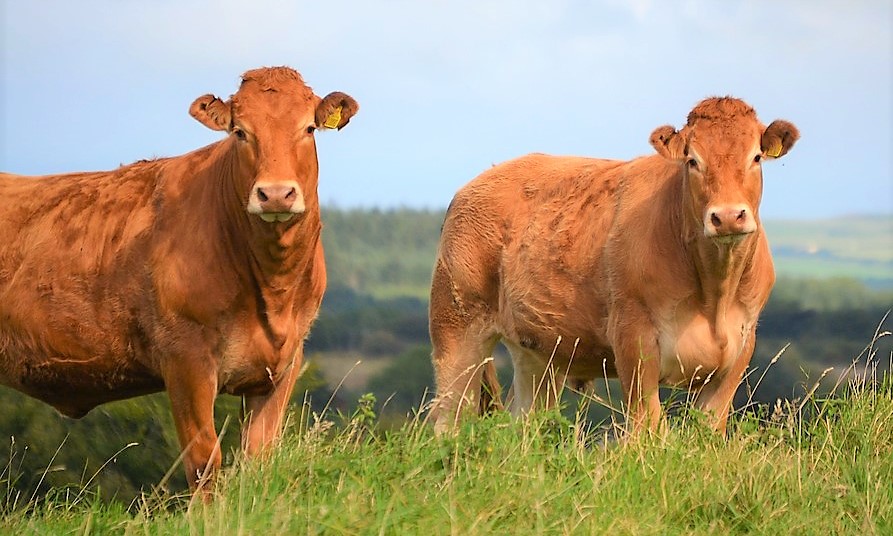 ICBF - Irish Cattle Breeding Federation